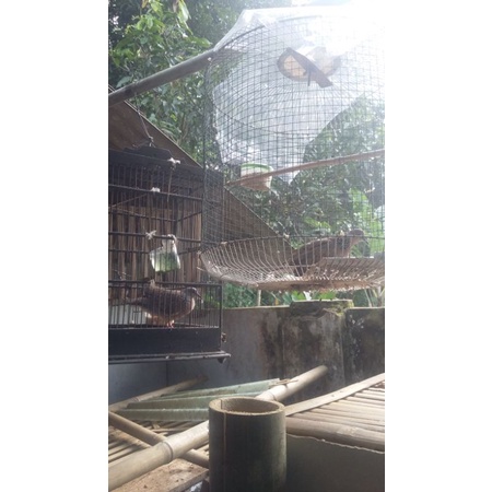 Jual burung tekukur derkuku | Shopee Indonesia