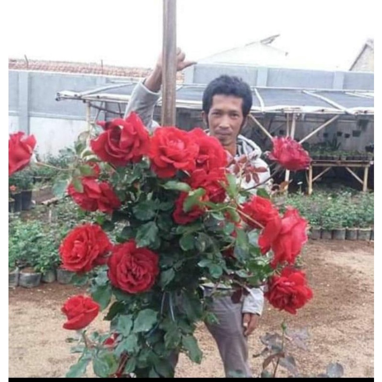 Jual TANAMAN BUNGA MAWAR RED JENNIFER | Shopee Indonesia