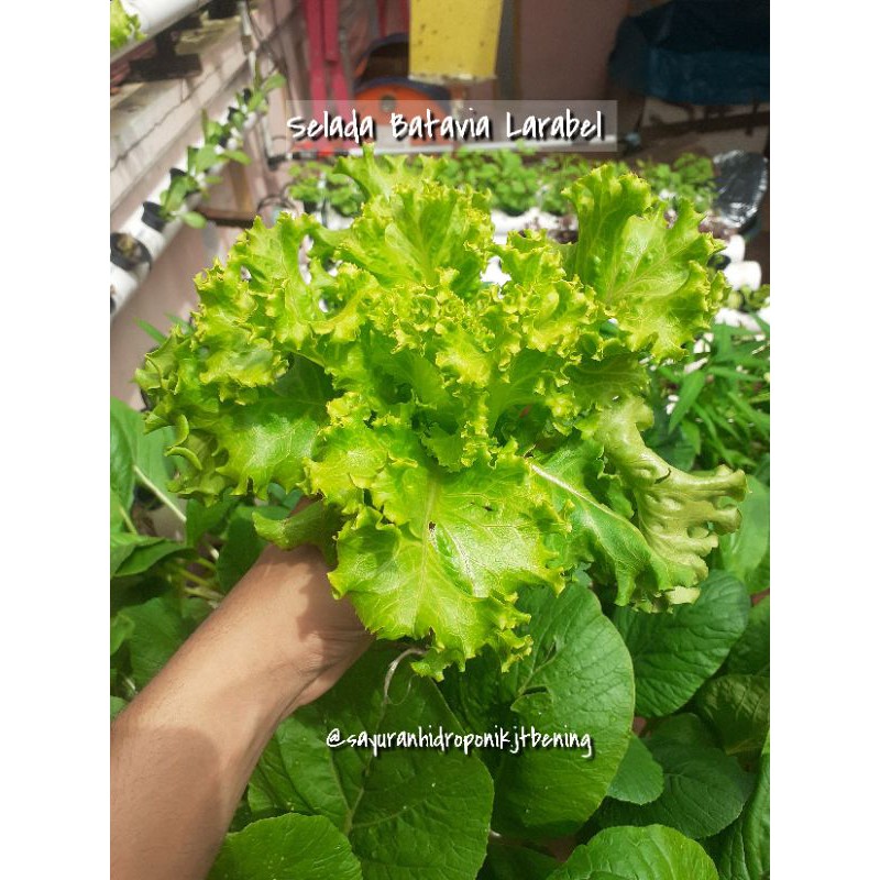 Jual Sayur Segar Selada Batavia Hidroponik | Shopee Indonesia