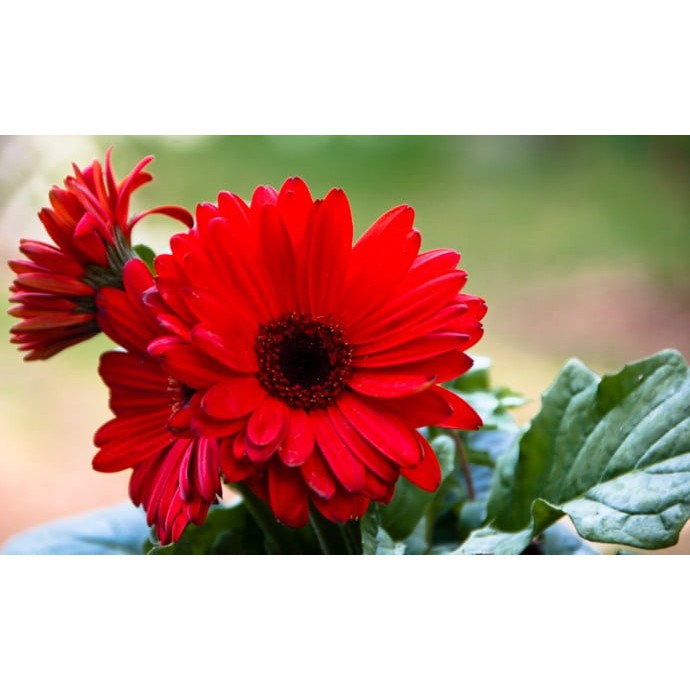 Jual BUNGA GARBERA MERAH | Shopee Indonesia