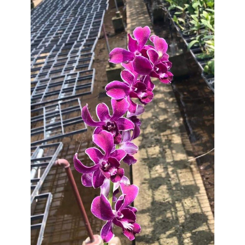 Jual anggrek dendrobium caesar hiroshi | Shopee Indonesia