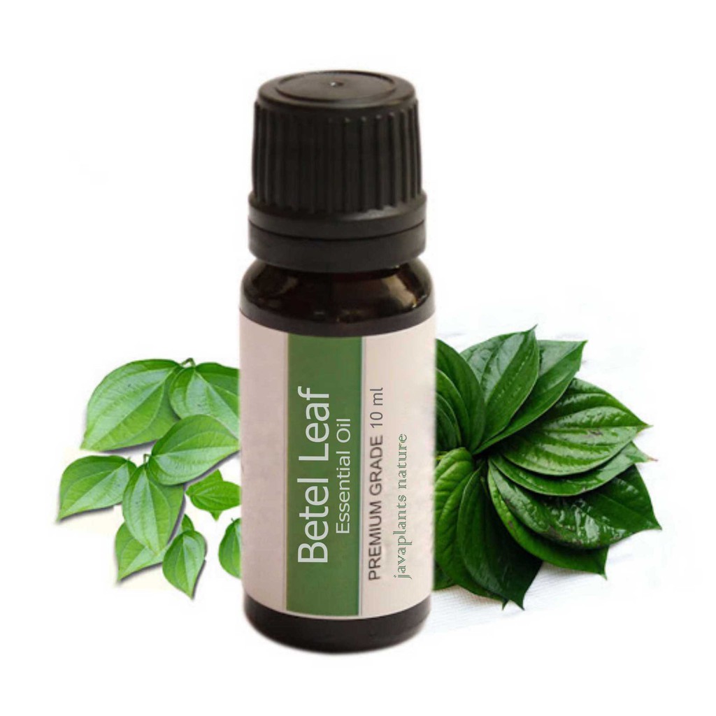 Jual Betel Leaf Essential Oil Minyak Atsiri Daun Sirih Hijau Piper Betle | Shopee Indonesia