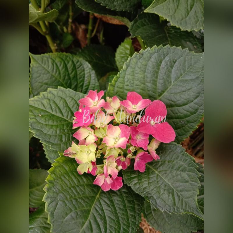 Jual Bunga Panca Warna Berbunga dan Belum Berbunga/ Bunga Rotansia ...