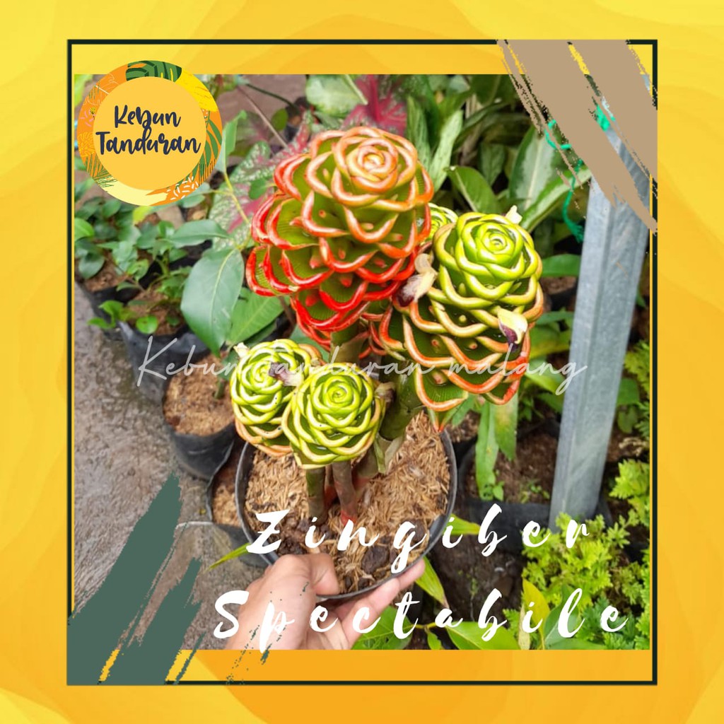 Jual TANAMAN BUNGA LOLYPOP / ZINGIBER SPECTABILE / LEMPUYANG | Shopee ...