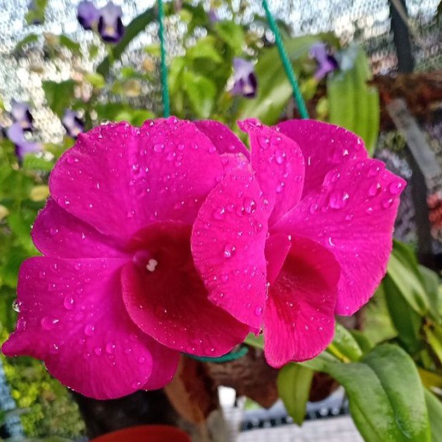 Jual Anggrek Dendrobium bunga bulat dewasa split rawatan | Shopee Indonesia