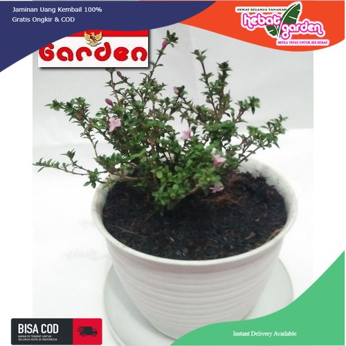 Jual Seribu bintang - serissa foetida - BAHAN BONSAI - border taman ...