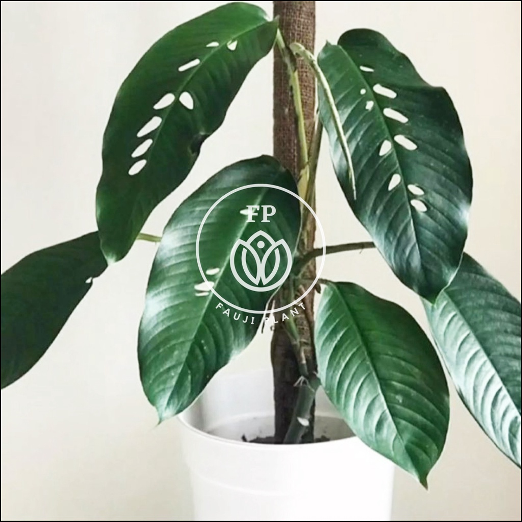 Jual Bibit tanaman hias monstera duda bolong Rhaphidophora foraminifera ...