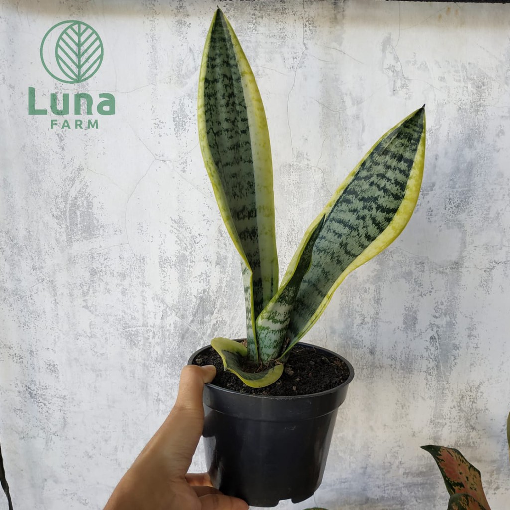 Jual Sansevieria Daun Lebar Tanaman Hias Pot Sansivera Sesuai Foto ...