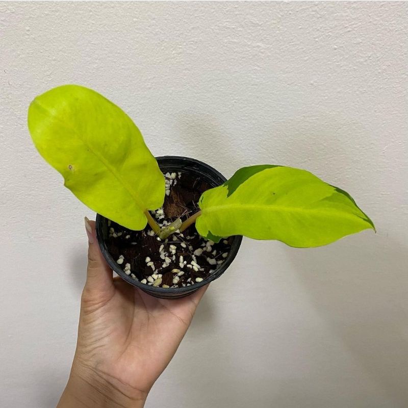 Jual Philodendron Thai Series | Philodendron Anakan Thai Series ...