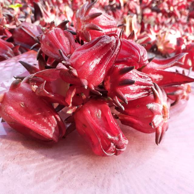 Jual 1kg BUNGA ROSELLA SEGAR BARU PETIK | Shopee Indonesia