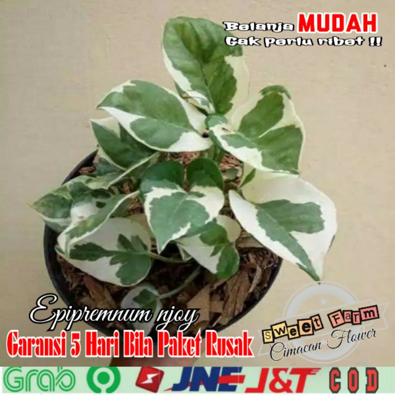 Jual TANAMAN HIAS SIRIH BELANDA VARIGATA, SIRIH KOIN | Shopee Indonesia