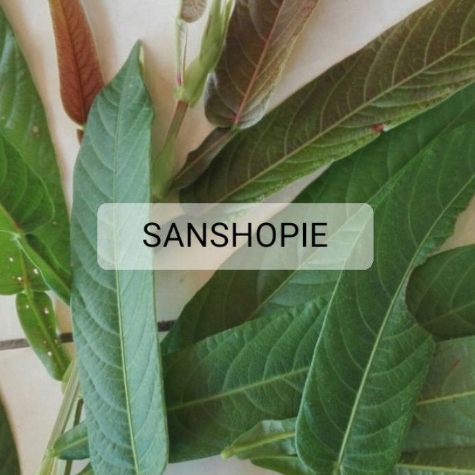 Jual Daun duduk atau daun ki congcorang segar | Shopee Indonesia