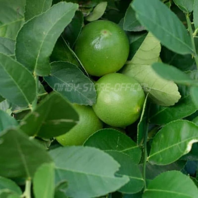 Jual 🆕 SUDAH BERBUAH 🆕 Bibit Unggul Tanaman Buah Jeruk Nipis Super ...