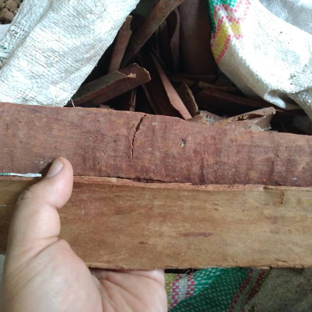 Jual Kulit Kayu Sintok Kering Asli 1kg | Shopee Indonesia