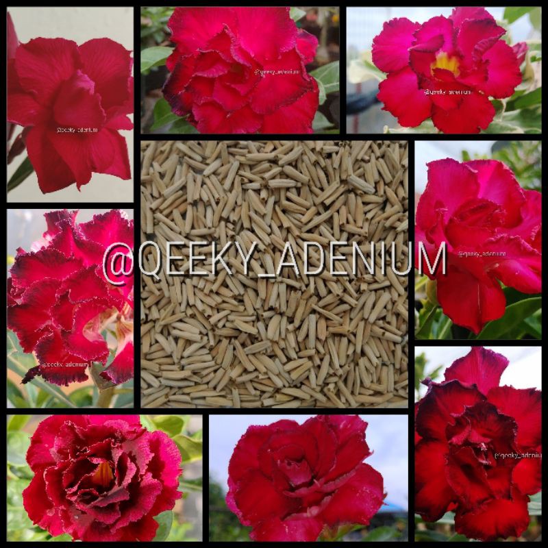 Jual # 1001-1003: Biji Benih Silangan Adenium Tumpuk Kamboja Jepang ...