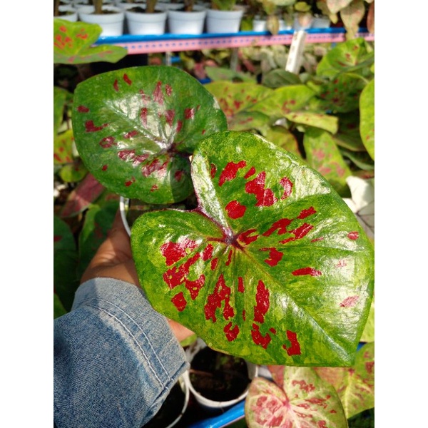 Jual caladium Ho2 daun lebar tebal | Shopee Indonesia