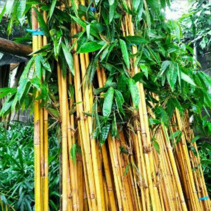 Jual Tanaman hias bambu kuning panda tinggi 2 meter | Shopee Indonesia