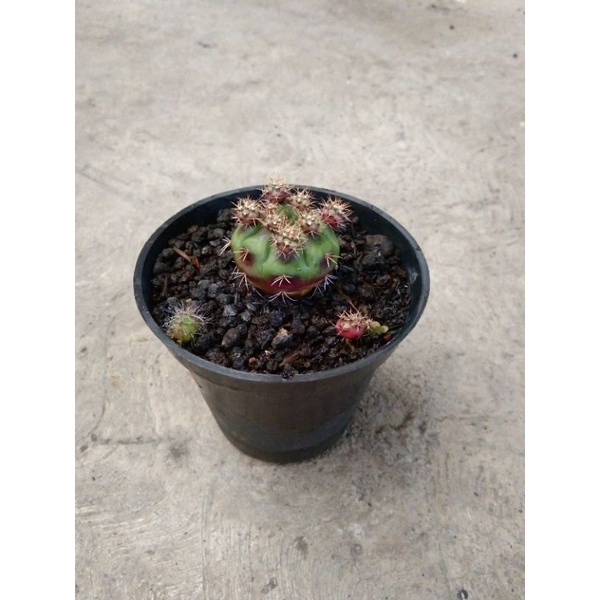 Jual Gymnocalycium damsi purple | Shopee Indonesia