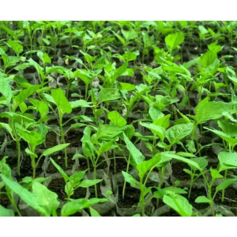 Jual Bibit cabe rawit lombok cabai kecil tinggi 15 cm | Shopee Indonesia