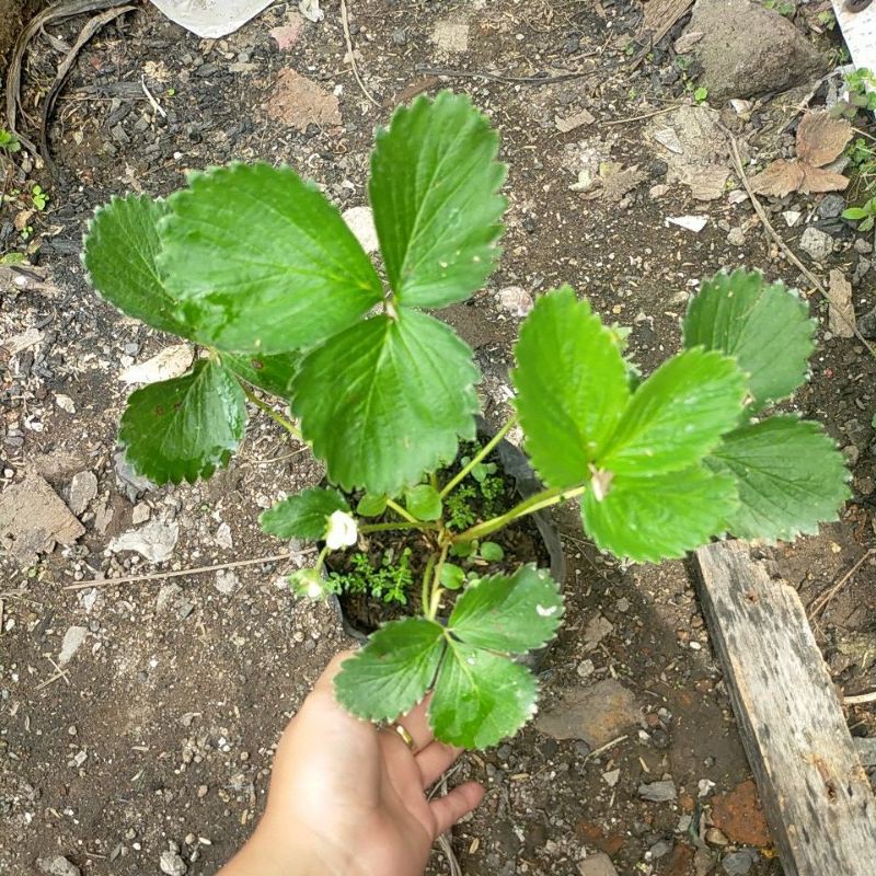 Jual Strobery (beli 5 gratis 1) | Shopee Indonesia