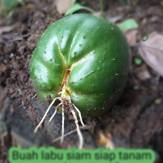Jual Bibit Tanaman Labu Siam Organik siap tanam | Shopee Indonesia