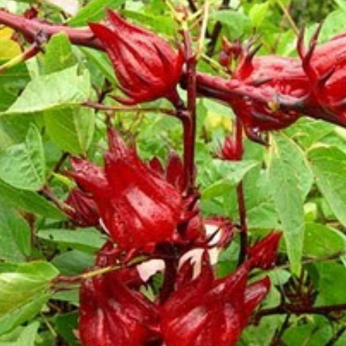 Jual Bibit Tanaman Rosella - Pohon Rosella - Bunga Rosela - Herbal ...