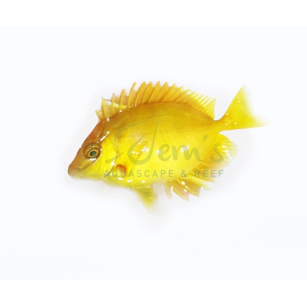 Jual Ikan Air Laut Semadar Kuning / Sadar Kuning (Yellow Rabbitfish ...