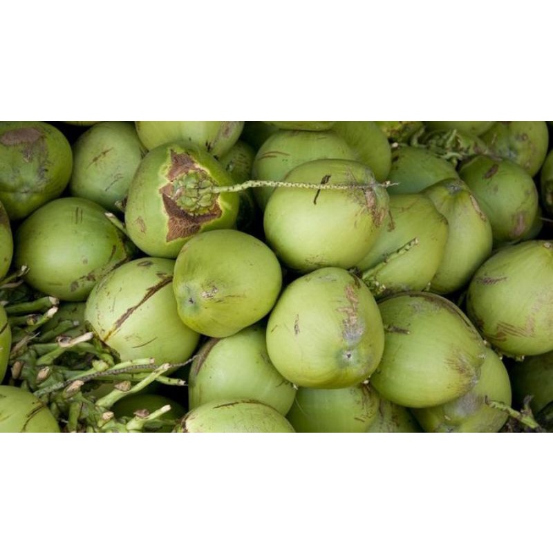 Jual degan murni degan utuh kelapa muda petik langsung dari pohon ...