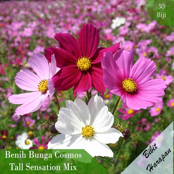 Jual Benih Bibit Biji Bunga Cosmos Tall Sensation Mix Import 30 Pcs ...