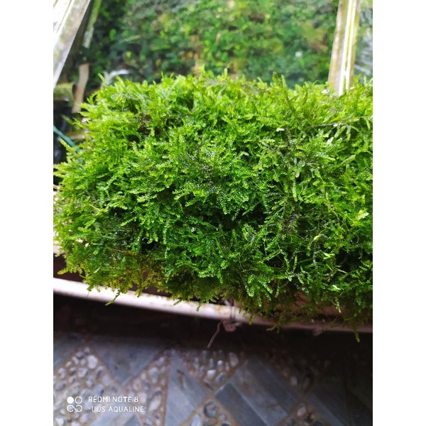 Jual weeping moss 1 mika | Shopee Indonesia