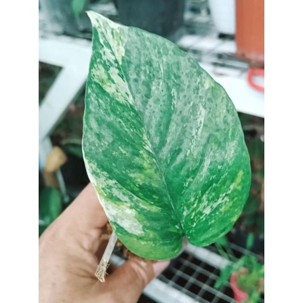 Jual epipremnum sp Bali Hanoman | Shopee Indonesia