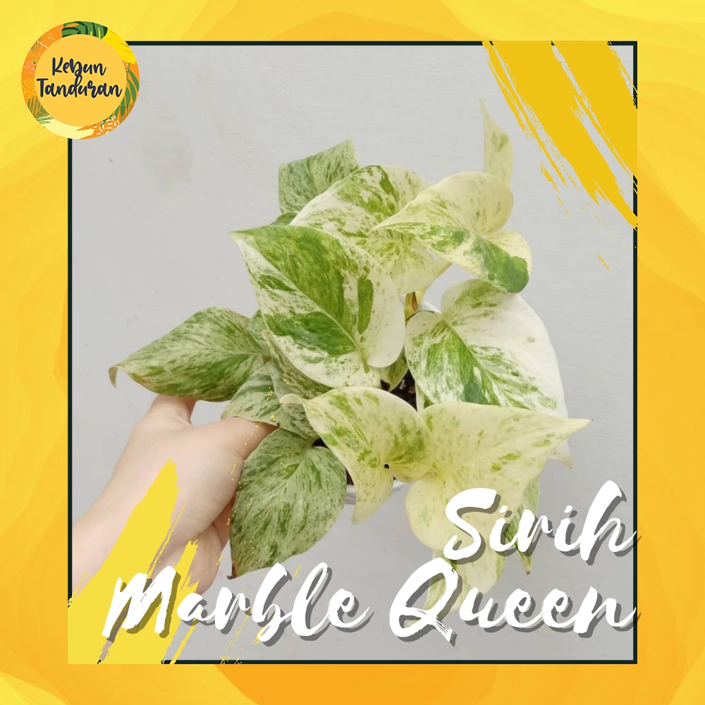Jual Tanaman Hias Sirih Marble Queen/ epipremnum / Sirih Gading ...