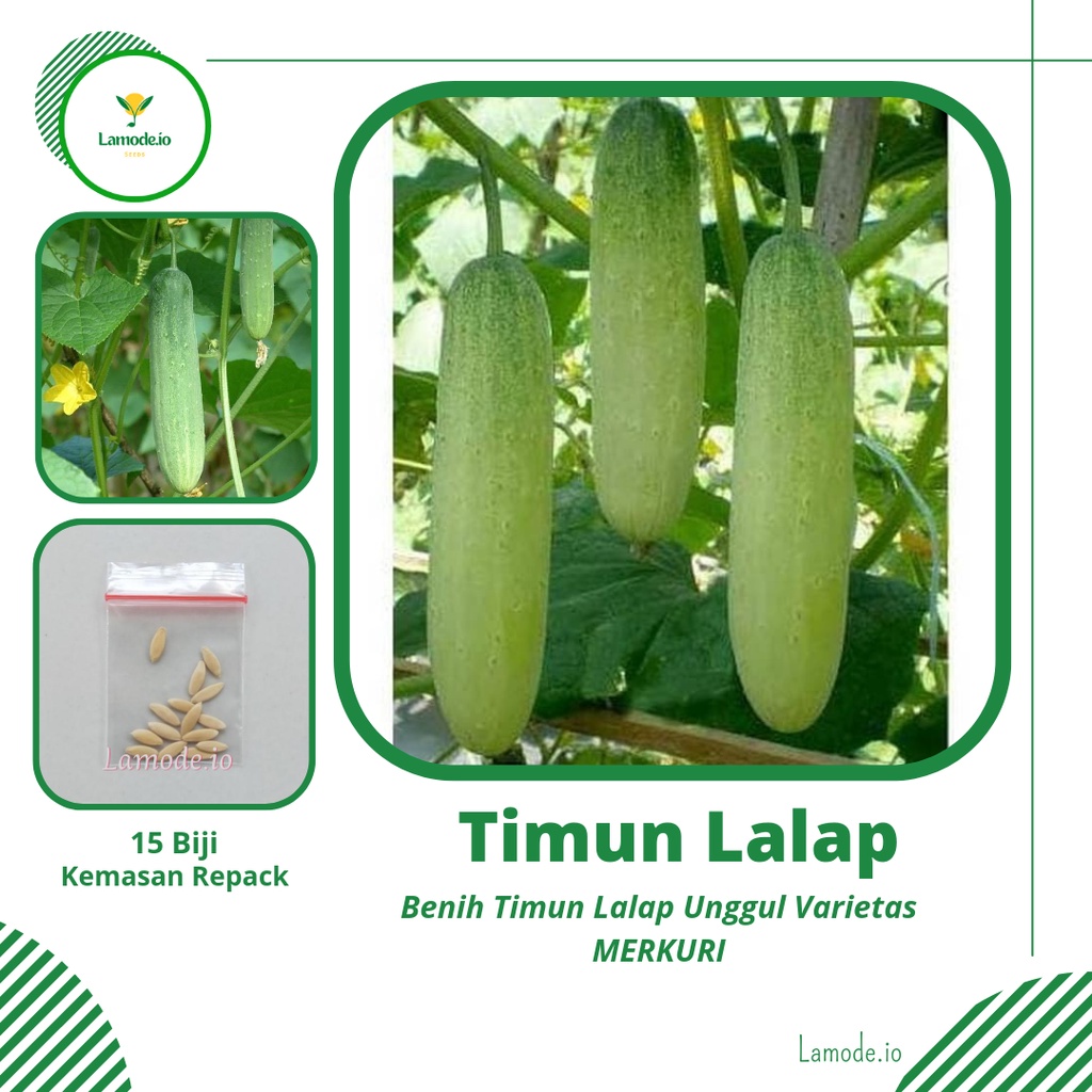 Jual 15 Biji- Benih Timun Lalap Unggul MERKURI | Repack Benih Timun ...