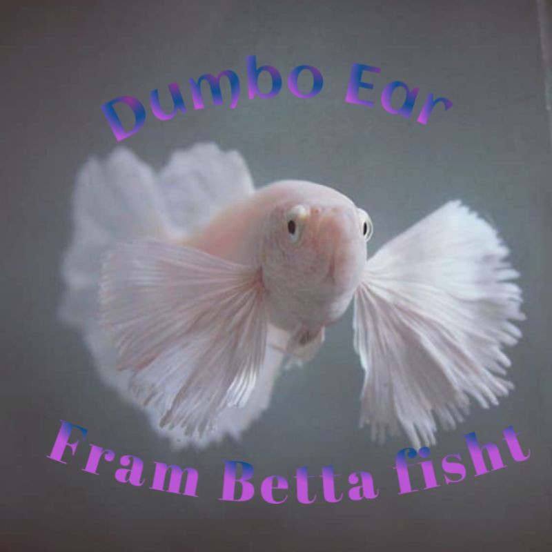 Jual Dumbo ear jenis plakat umur 3bulan | Shopee Indonesia