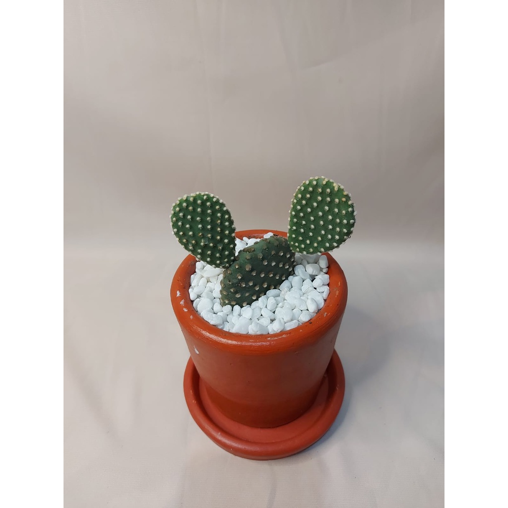 Jual Kaktus & Pot Kkatus (Include Pot Teracotta, Media Tanam dan Batu ...