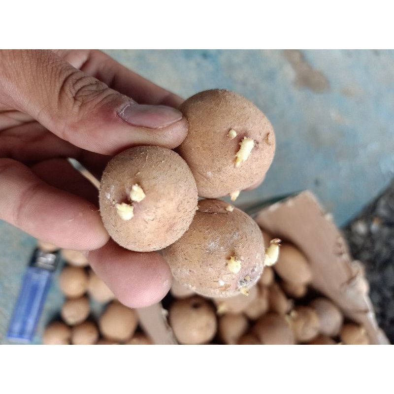Jual BENIH KENTANG BERKUALITAS GRANOLA L G-0/Harga Per Biji | Shopee ...