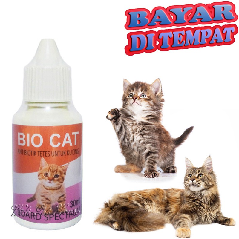 Jual OBAT KUCING KITTEN BIO CAT ANTIBIOTIK SAKIT DEMAM FLU PILEK VIRUS ...