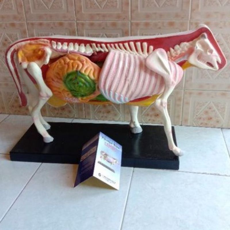 Jual Torso model sapi atau lembu alat peraga pendidikan | Shopee Indonesia