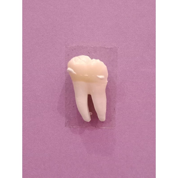 Jual Gigi Asli Praktikum Gigi Molar Gigi Geraham (A) | Shopee Indonesia