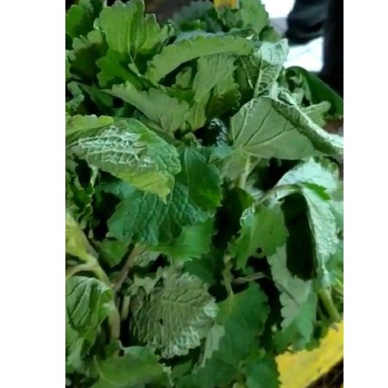 Jual Daun Bangun-Bangun per Kilo | Shopee Indonesia