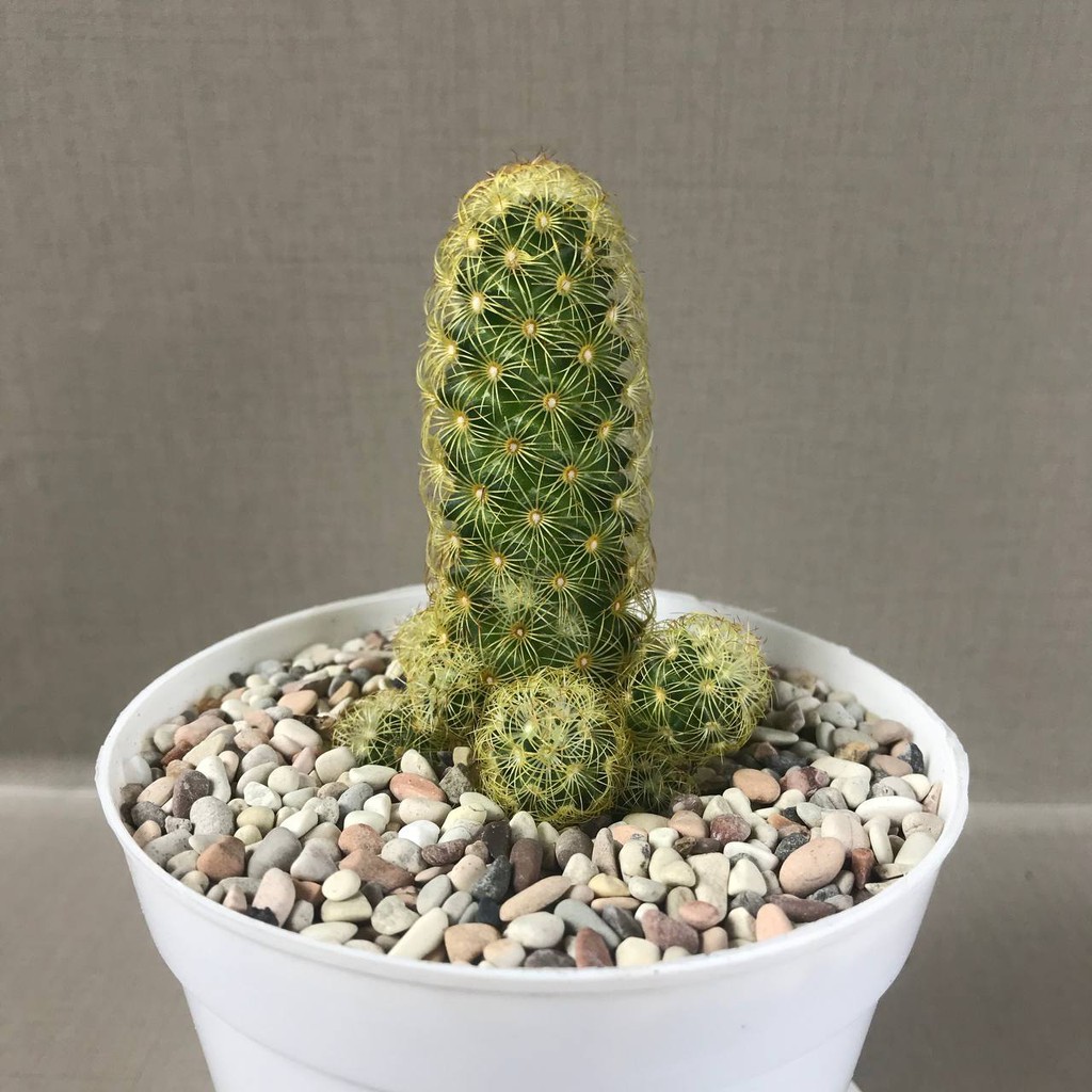 Jual Tanaman Hias Hidup Premium!!! Mamillaria elongata (Free pot Tawon ...