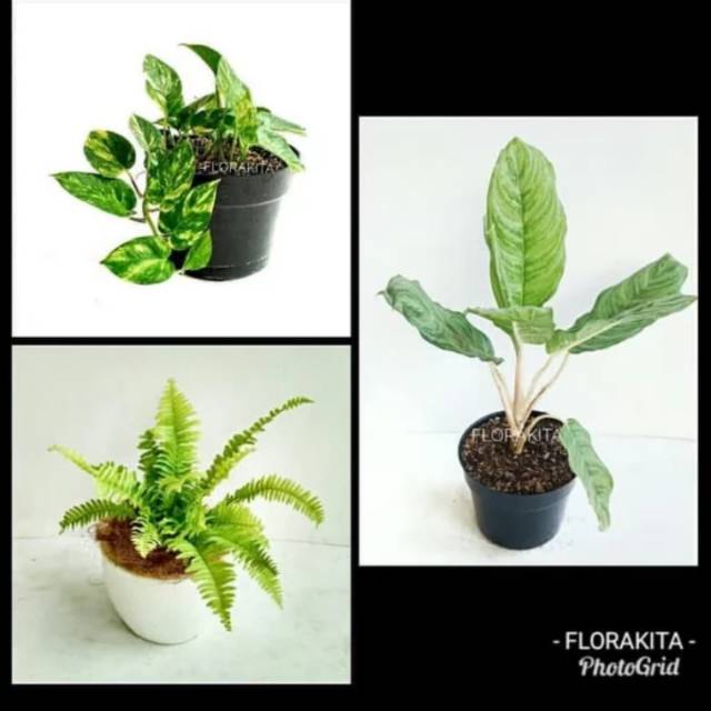 Jual Tanaman hias variasi 3 tanaman indoor blanceng camutatum - pakis ...