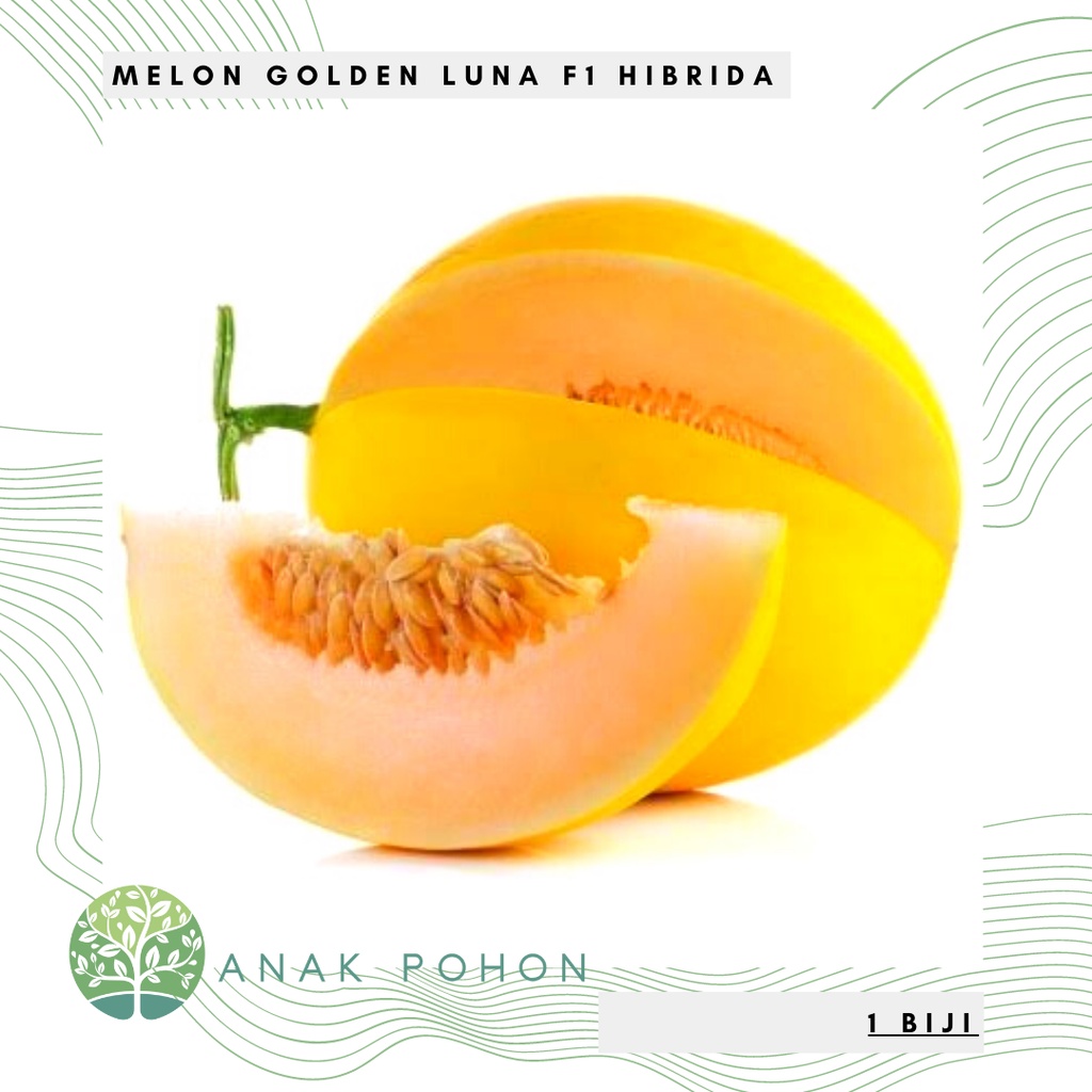 Jual Benih Bibit Biji - Melon Luna Golden Kuning F1 Hibrida Seeds ...