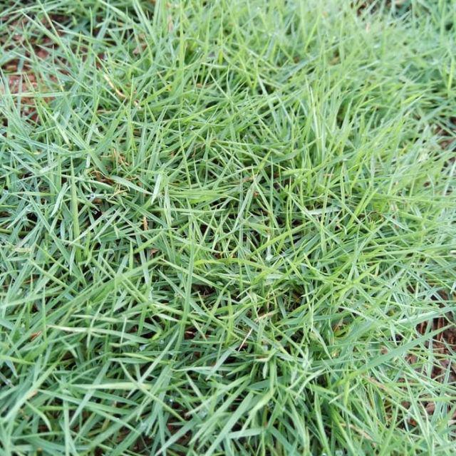 Jual Rumput Hias ,macam-macam Rumput Hias (Rumput Babat,swiss,gajah ...