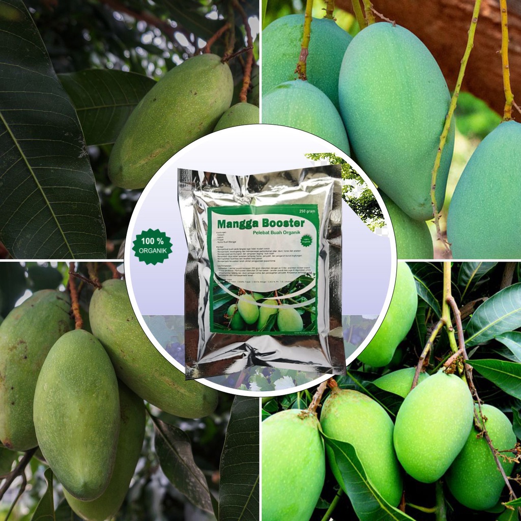 Jual Pupuk Organik Booster Mangga Perangsang Buah Serbuk Terbaik Ampuh Agar Cepat Berbuah Lebat ...
