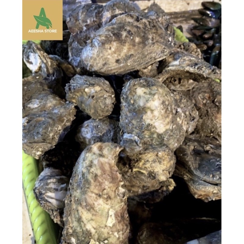 Jual Kerang tiram oyster 1kg seafood fresh AEESHASTORE | Shopee Indonesia