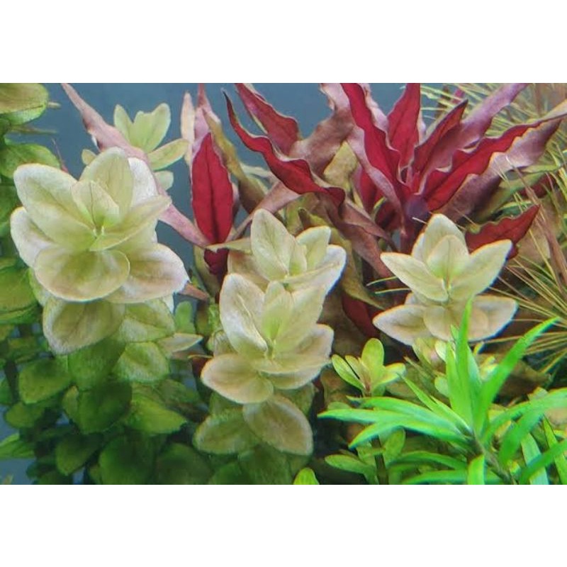 Jual Bacopa Caroliniana Red 15 Batang | Tanaman Aquascape / Aquascape ...
