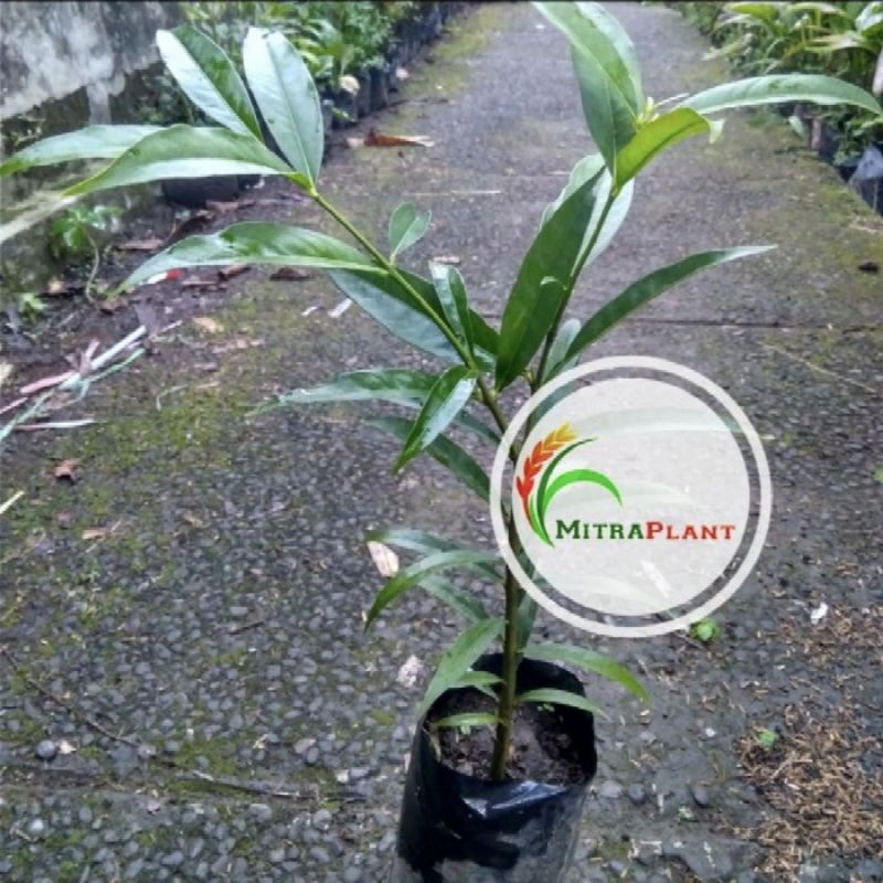 Jual Bibit Pohon Mahkota Dewa - Tanaman Buah Mahota Dewa - Tanaman Obat ...
