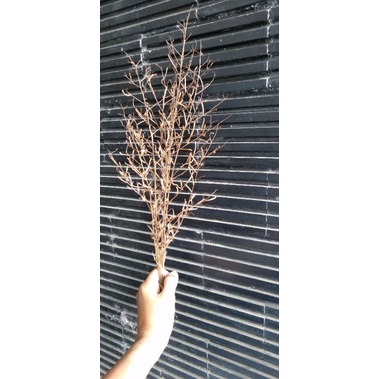 Jual Ranting kering untuk hiasan.(1ikat) | Shopee Indonesia