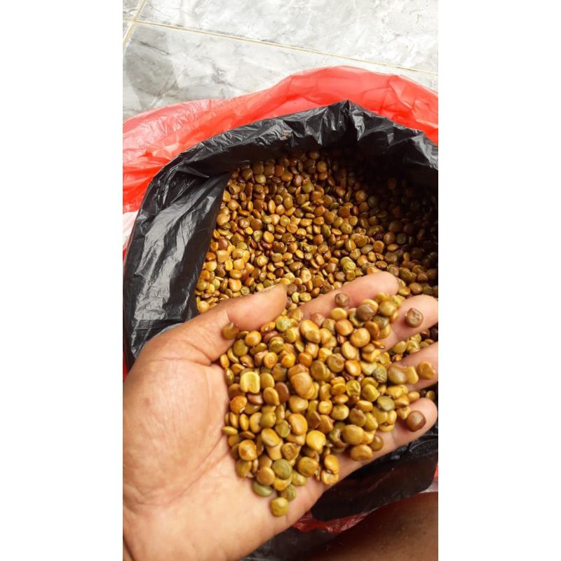 Jual bibit(biji)bengkoang(100 grm) | Shopee Indonesia